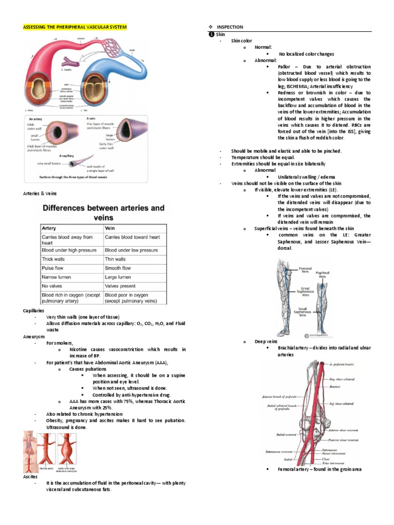 Vascular System Assessment Guide | PDF | Vein | Pulse