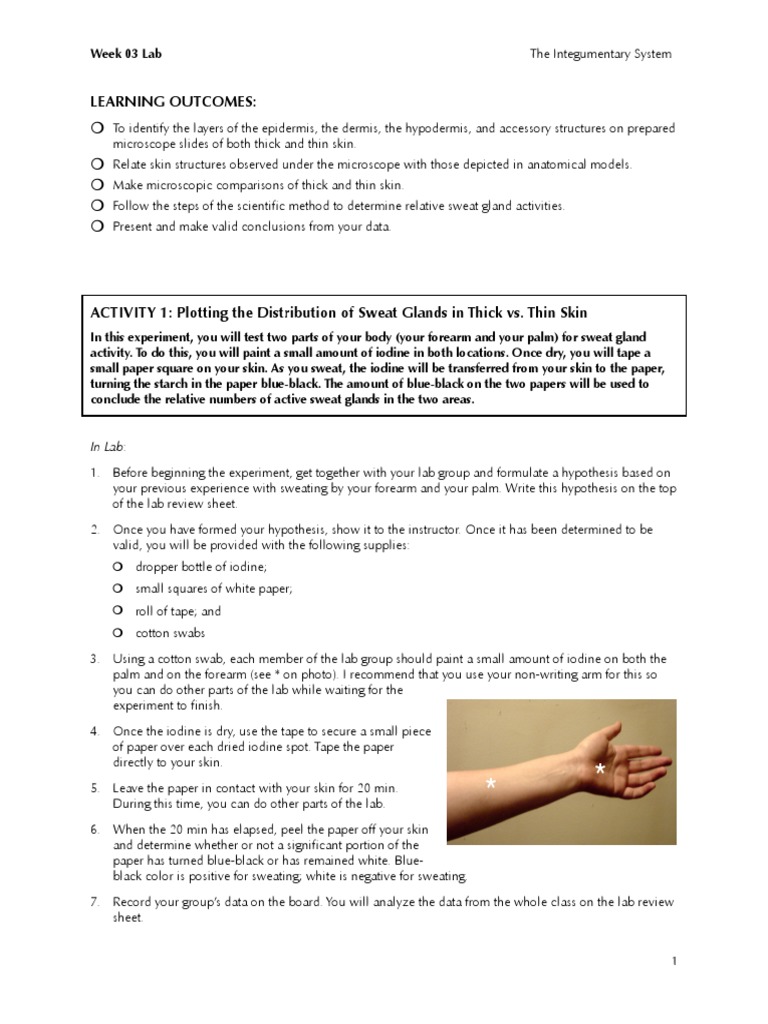 Lab 03 - The Integumentary System | PDF | Skin | Integumentary System