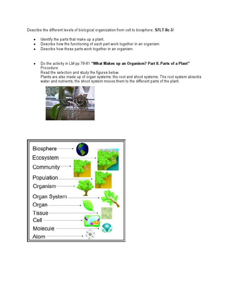 Describe The Different Levels of Biological Organization From Cell To ...