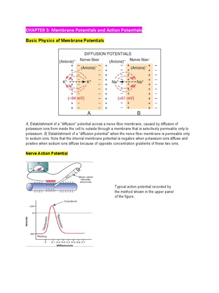 Physiology Chap5 (Membrane Potentials & Action Potentials) | Download ...