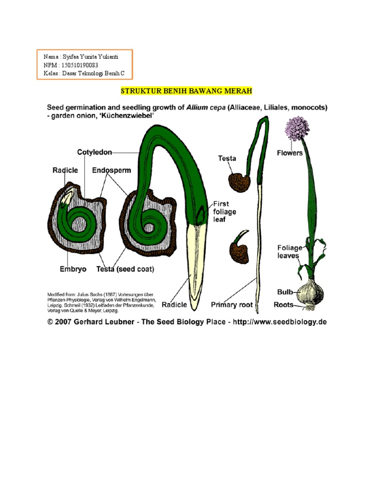 STRUKTUR BENIH TEMBAKAU | PDF