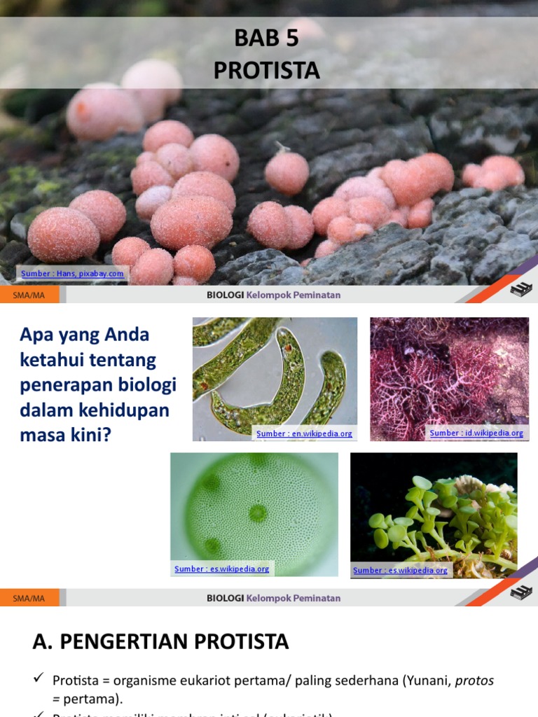 BAB 6 Protista | PDF