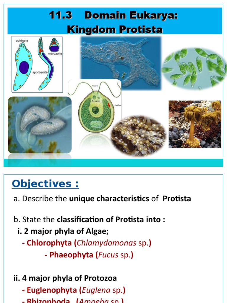 Kingdom Protista Pictures