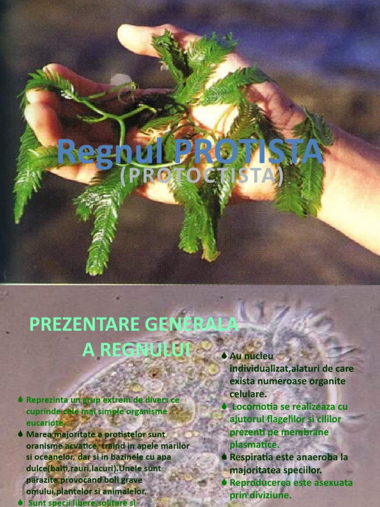 Regnul Protista | PDF