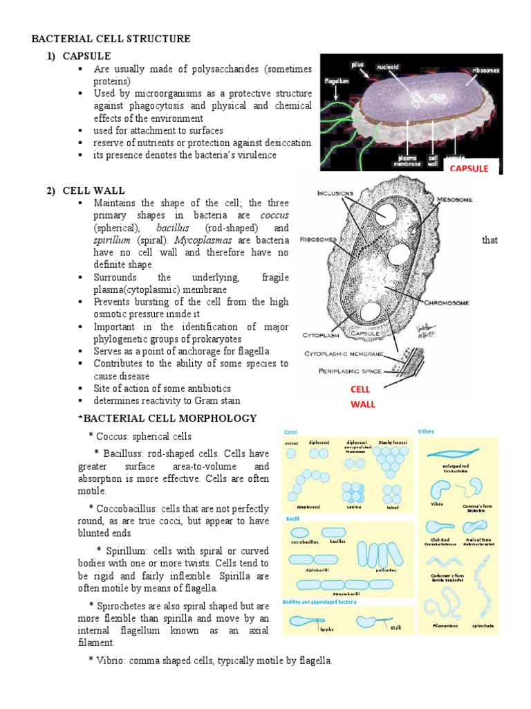 Bacterial Cell Structure 1) Capsule: Spirillum (Spiral) - Mycoplasmas ...