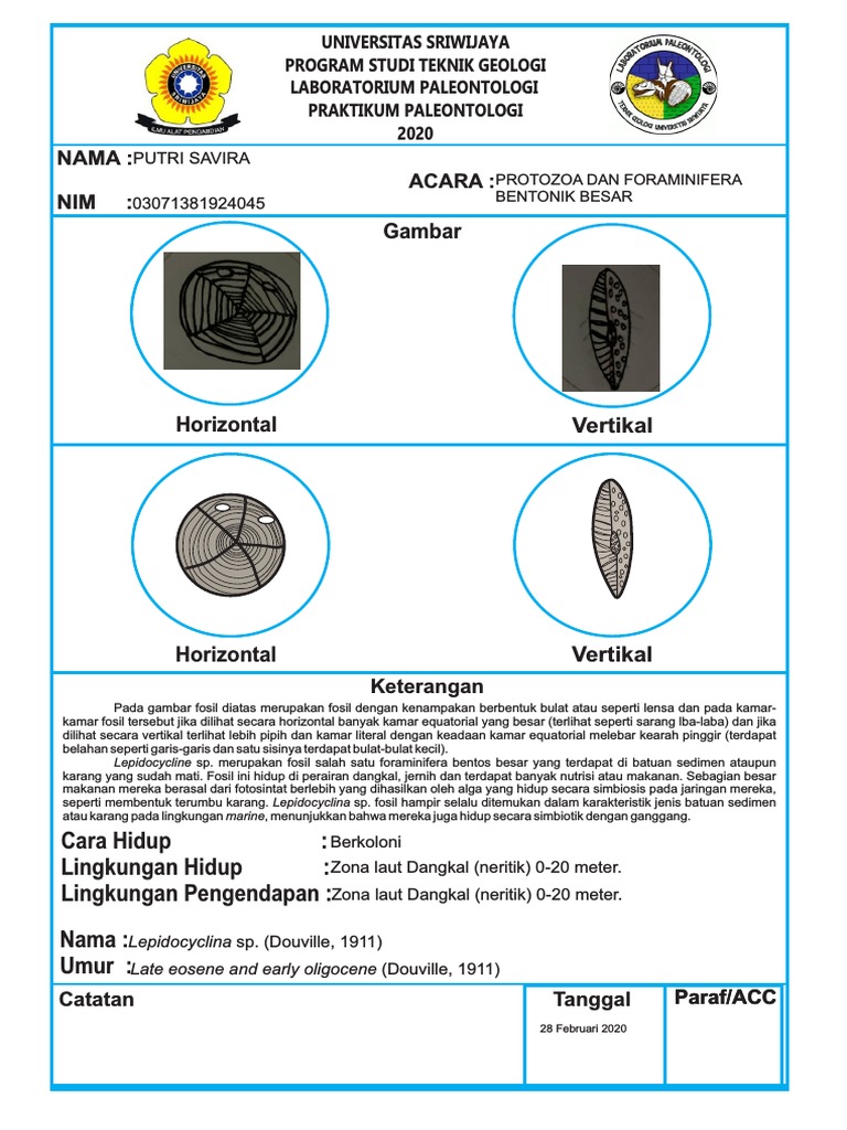 Protozoa Dan Foraminifera Bentonik Besar PDF | PDF