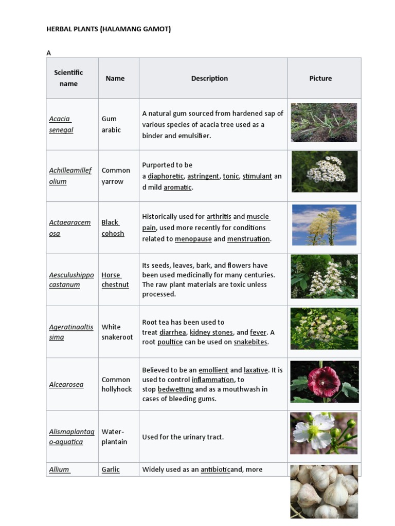 Herbal Plants (Halamang Gamot) | PDF | Ayahuasca | Common Cold