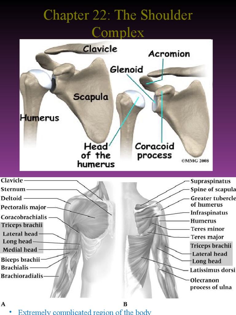 Chap22-Shoulder Complex | PDF | Shoulder | Joints