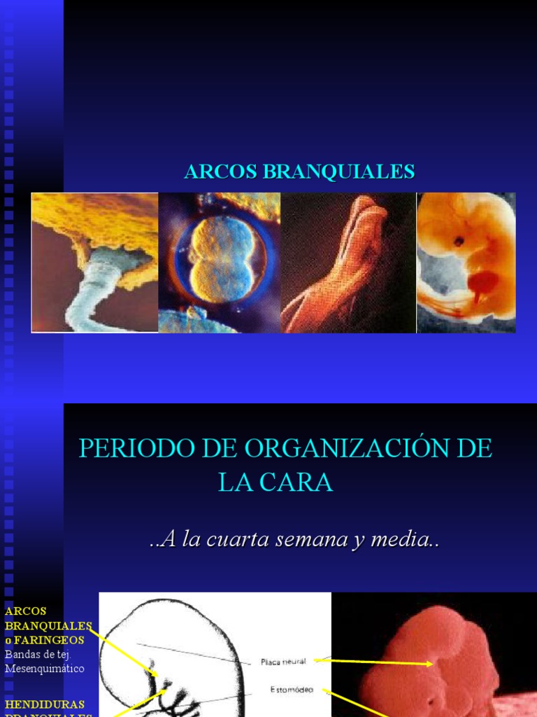 Estructura y función de arcos branquiales | PDF | Laringe | Sistema ...