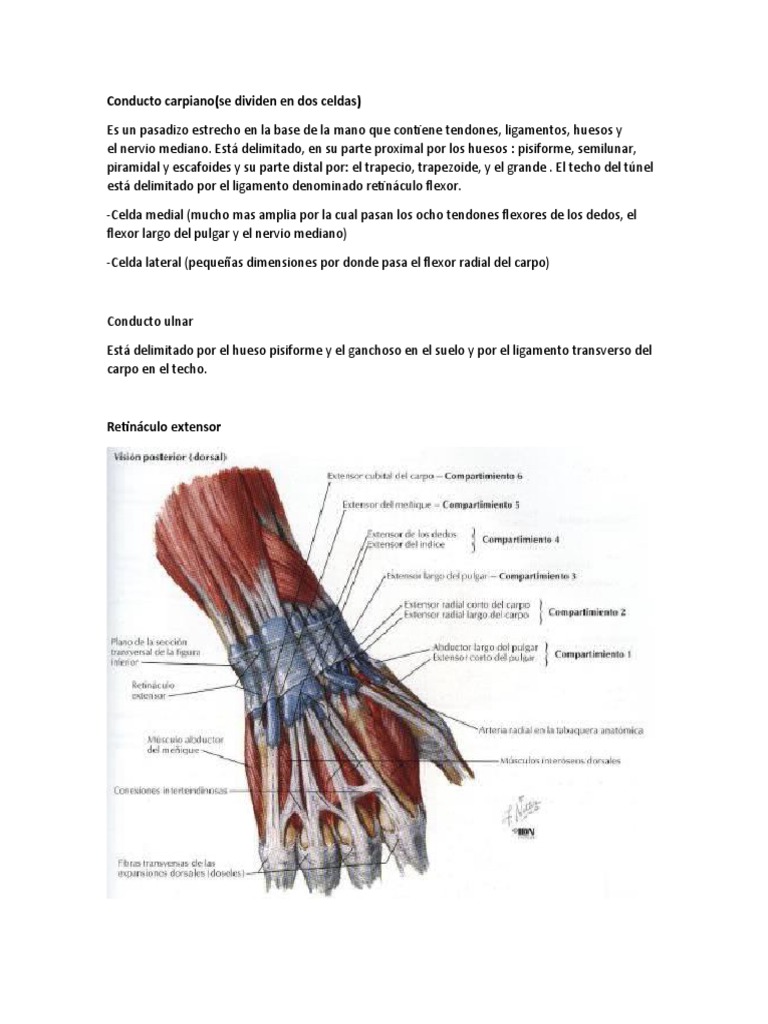 Anatomía del Retináculo y Tendones de la Mano | PDF | Estudios de ...