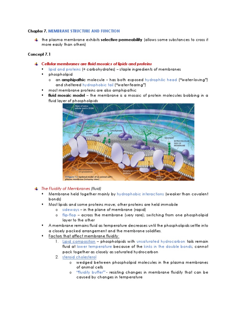 Chapter 7 Membrane Structure and Function | PDF | Cell Membrane | Osmosis
