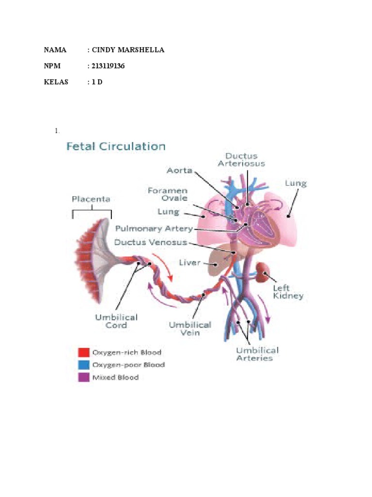 Fecal Infection | PDF