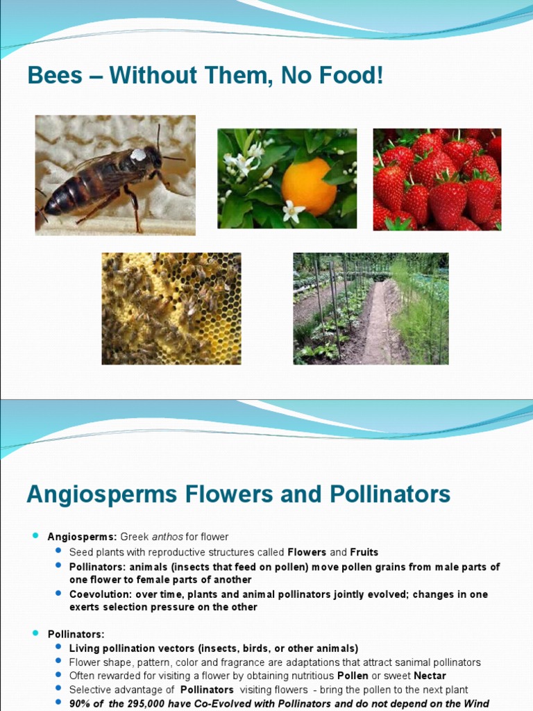 STEM Bees | PDF | Honey Bee | Pollination