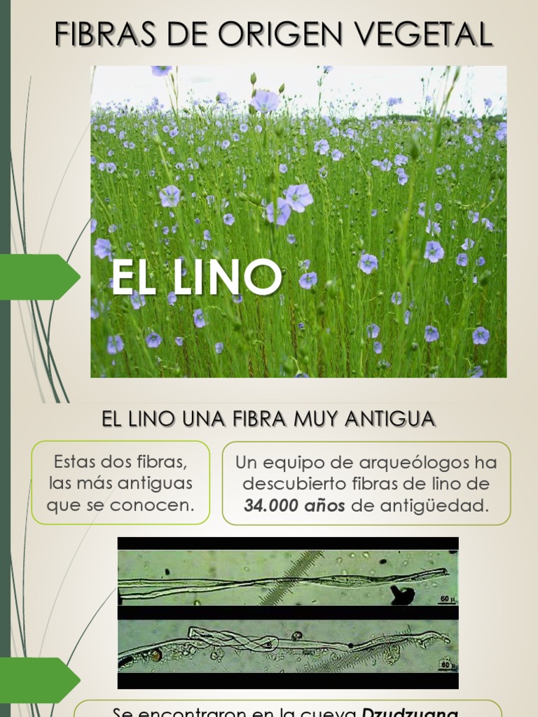 Origen y características del lino | PDF | Linaza | Ropa de cama
