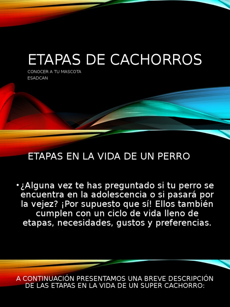 Etapas de Vida de un Perro | PDF | Perros | Adultos