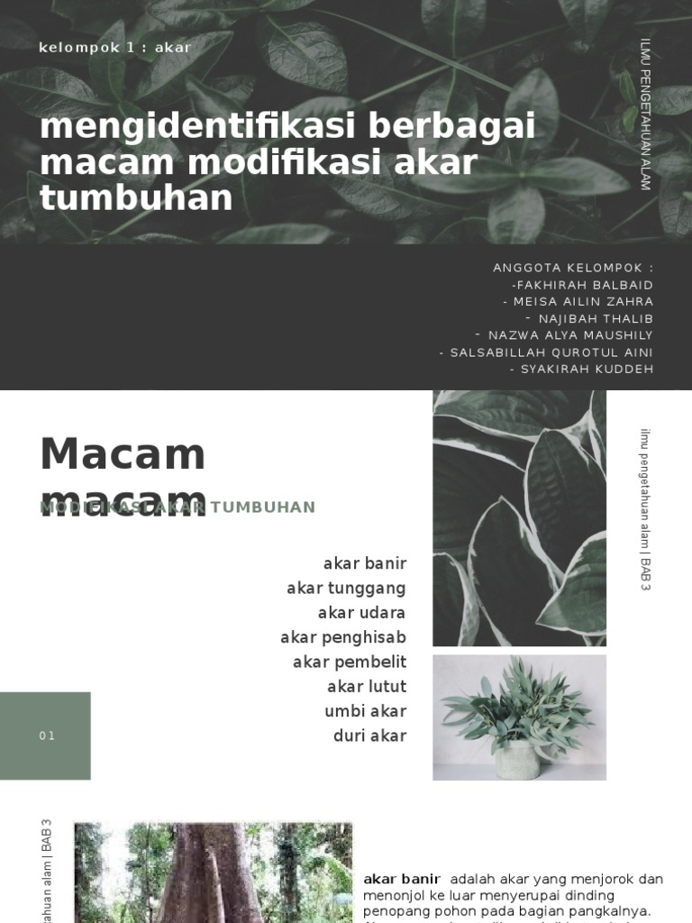 Macam-macam Modifikasi Akar Tumbuhan | PDF