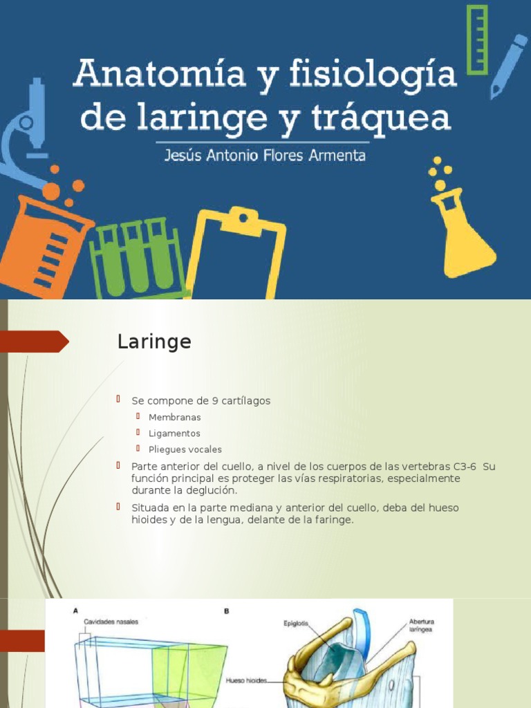 Anatomía y Fisiología de Laringe y Tráquea | PDF | Laringe | Tiroides