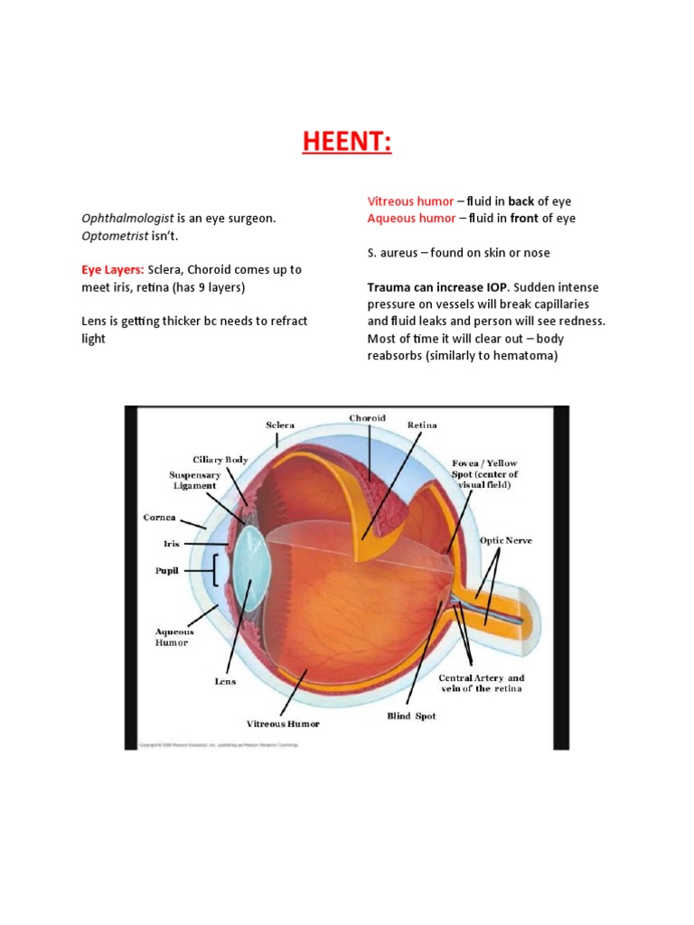 HEENT Cheat Sheet | PDF | Vertigo | Human Head And Neck