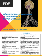 Anatomía de los Plexos Nerviosos | PDF | Anatomía humana | Sistema musculoesquelético