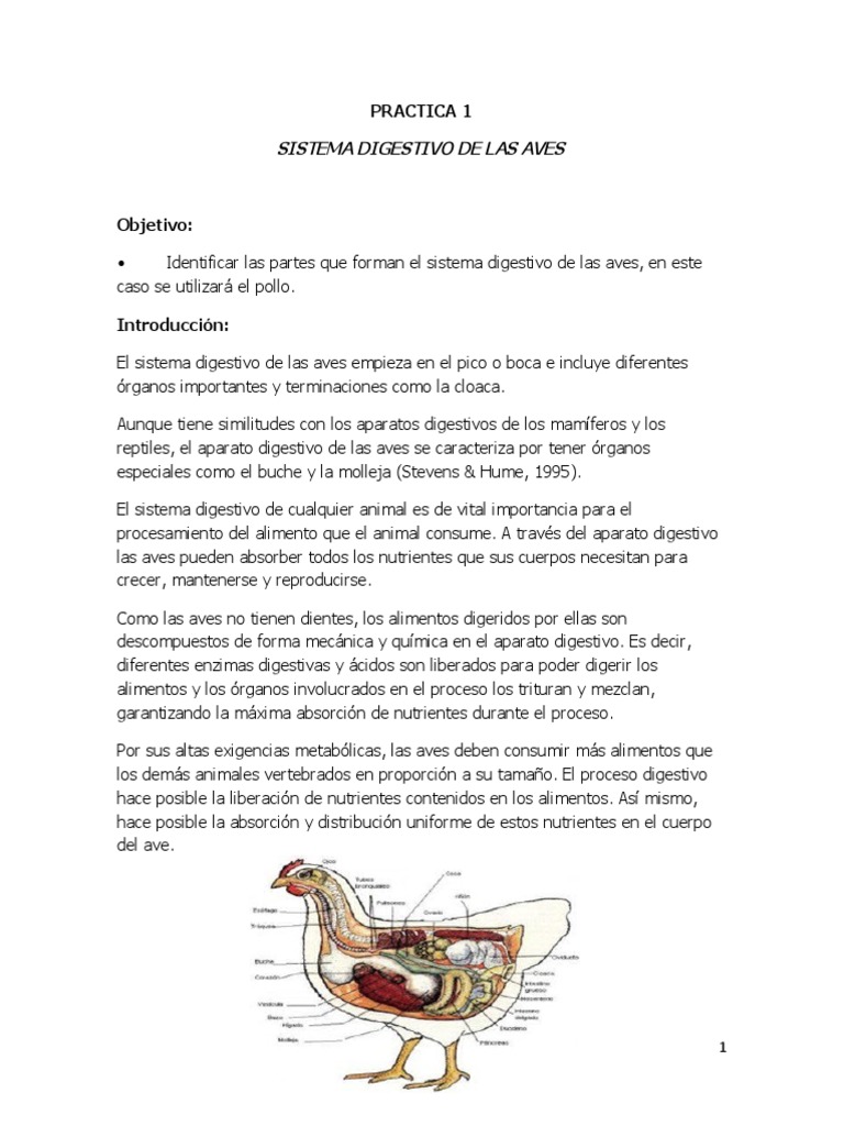 Sistema Digestivo de las Aves | PDF | Digestión | Sistema digestivo humano