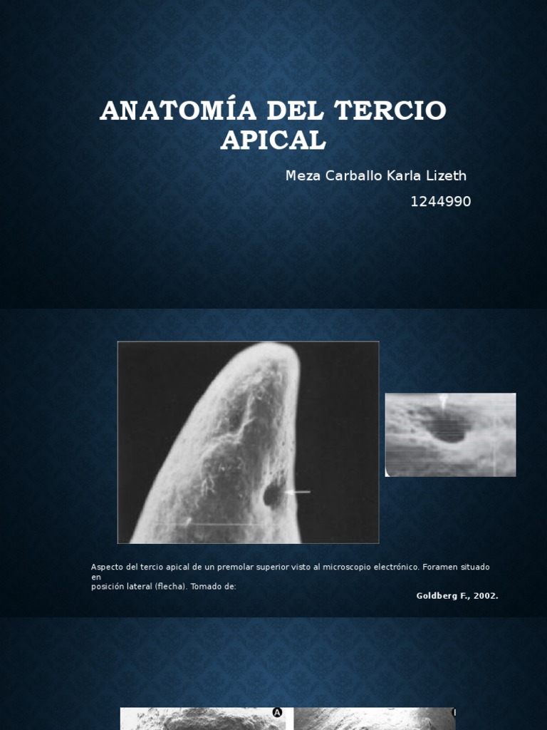 Anatomia Del Tercio Apical | PDF | Diente | Anatomia dental