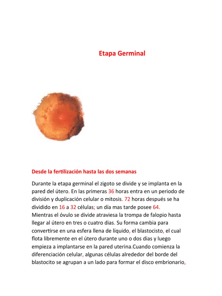 Etapa Germinal del Embarazo | PDF | Parto | El embarazo
