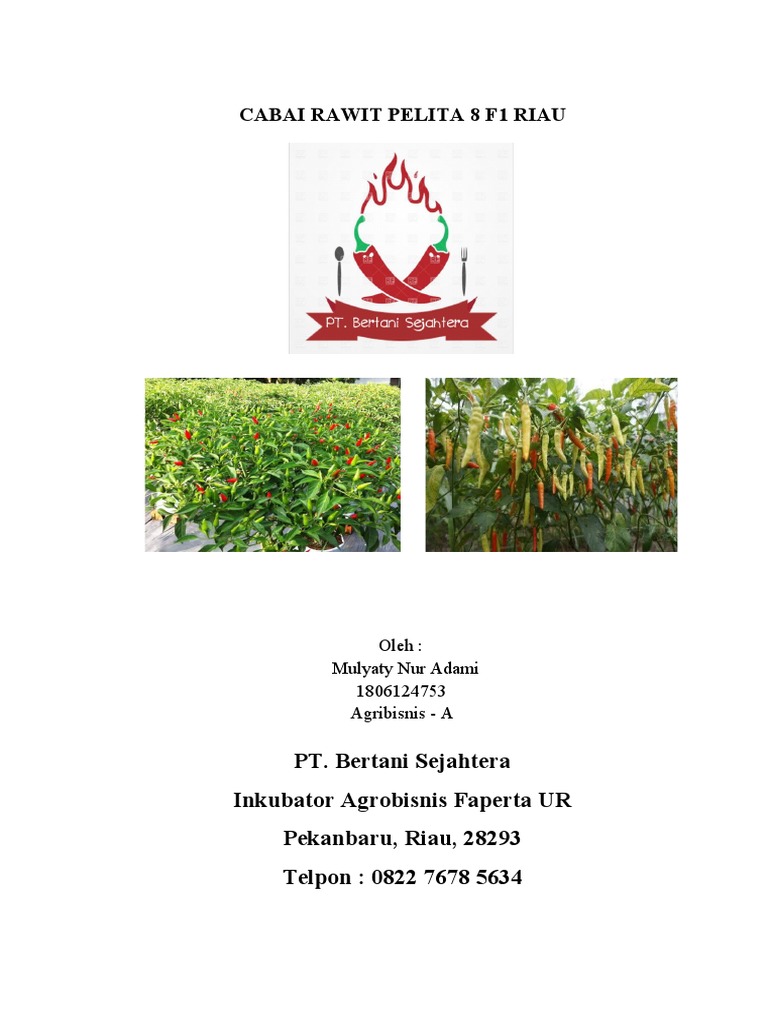 Bisnis Plan Cabai Rawit | PDF