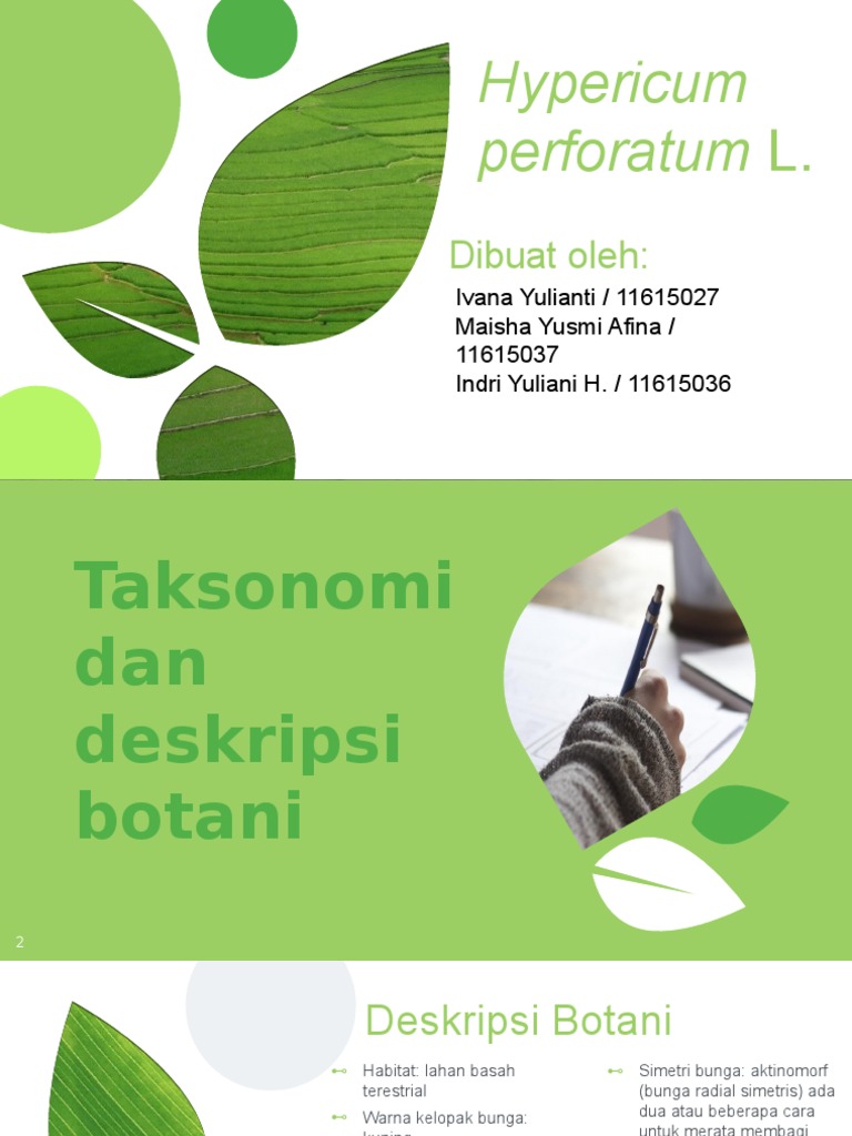 Taksonomi dan Manfaat Hypericum Perforatum | PDF