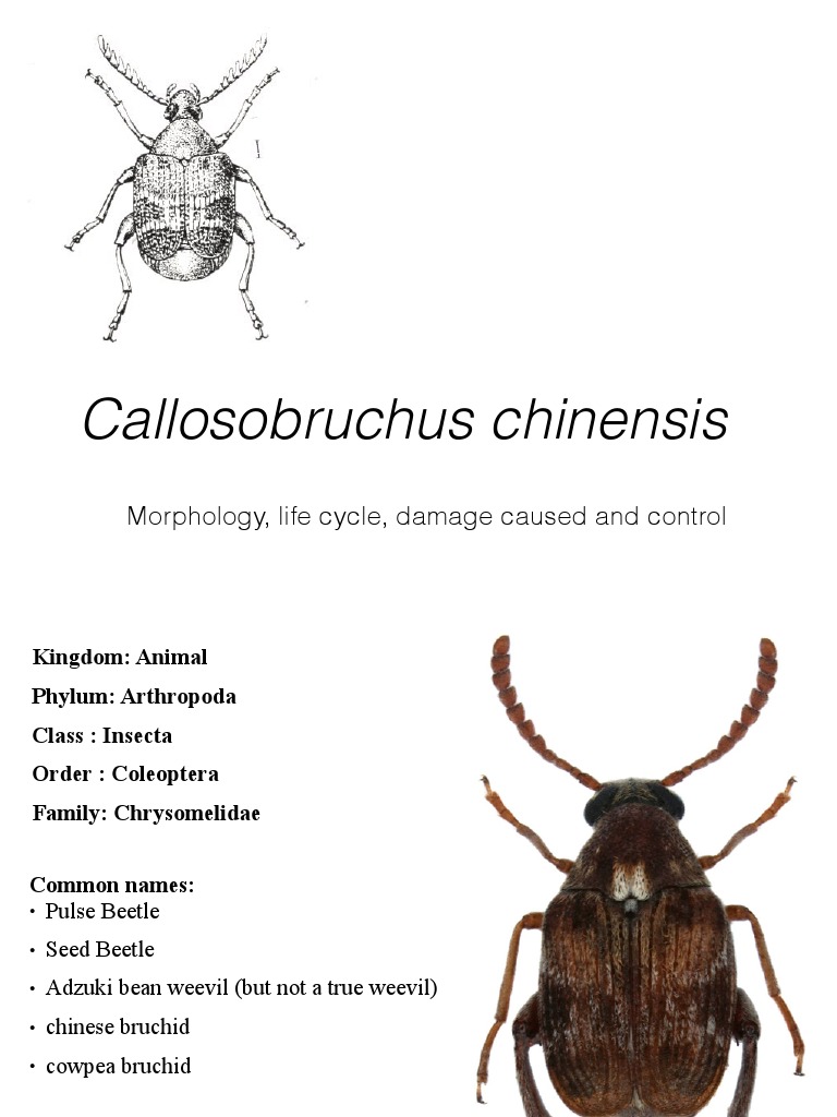 Callosobruchus Chinensis | Insects | Organisms