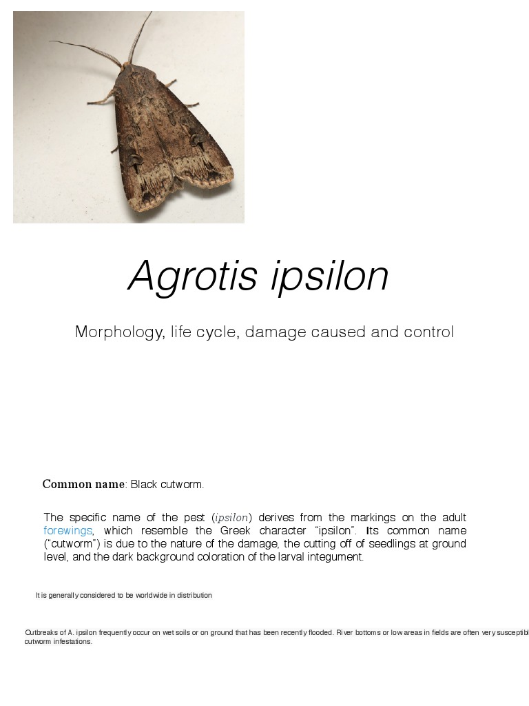 Agrotis Ipsilon | PDF | Wasp | Biological Pest Control
