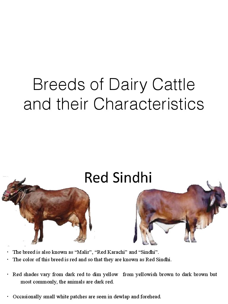 Red Sindhi Cow Milk Production