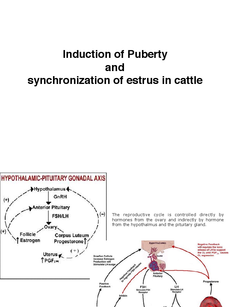 Induction Of Puberty And Synchronization Of Estrus In Cattle Pdf Luteinizing Hormone Ovary