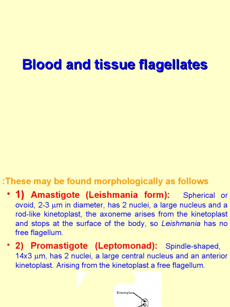 Blood and Tissue Flagellates | PDF | Anatomy | U2