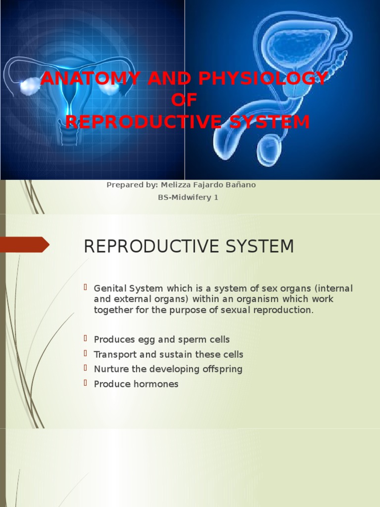 Anatomy and Physiology of Reproductive System | PDF | Pelvis | Labia