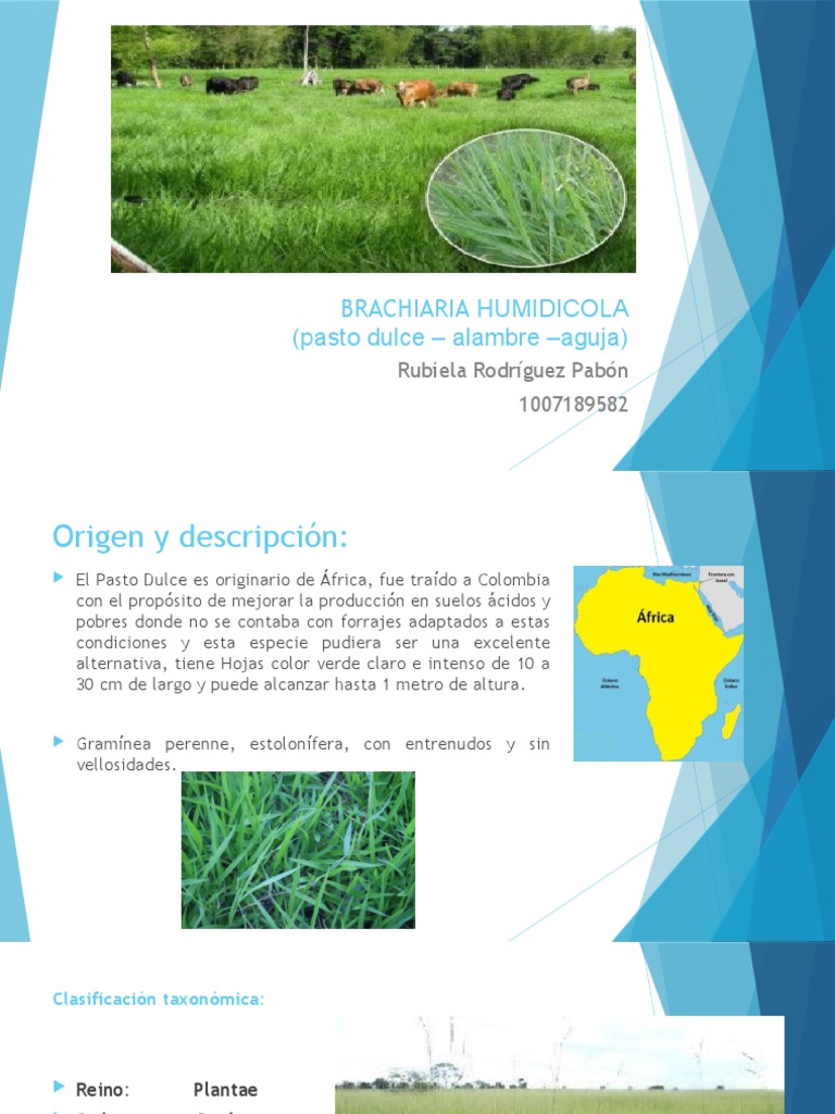 BRACHIARIA HUMIDICOLA Pasto Forraje Ruby | PDF | Carne | Plantas