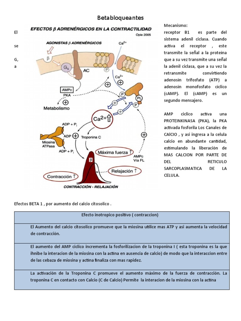 Cardiologia 3 Betabloqueantes y Calcion Antagonistas | PDF | Sistema ...