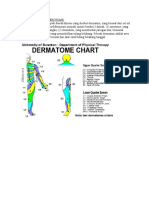 DERMATOME | PDF