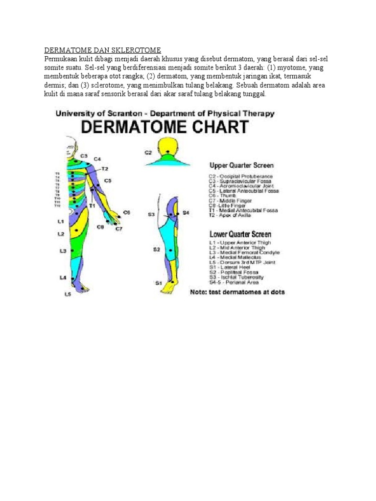 Peta Dermatom dan Sklerotome Manusia | PDF | Dewasa Muda