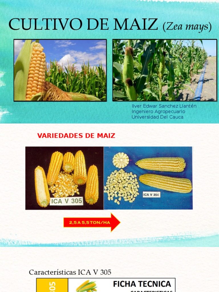 CULTIVO DE MAIZ (Zea Mays) Septiembre 13 | PDF | Fertilizante | Siembra