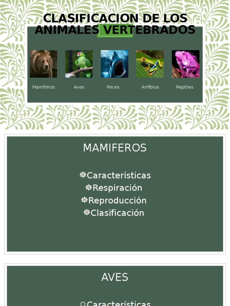 Clasificacion de Los Animales Vertebrados | PDF | Anfibio | Mamíferos