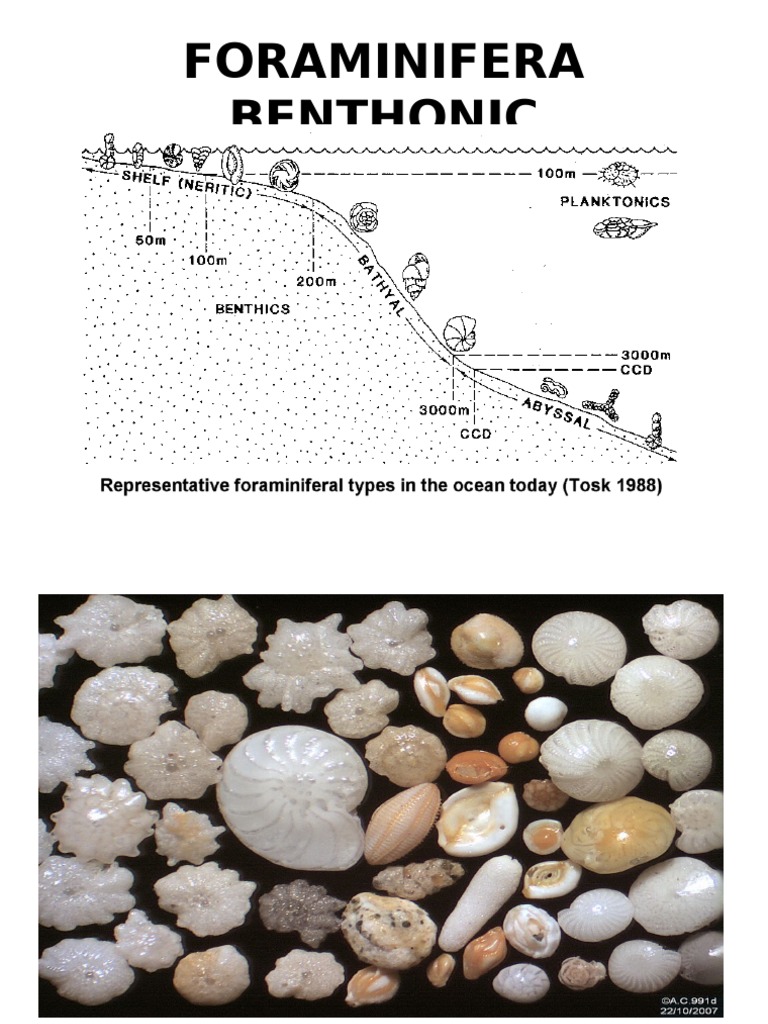 Foraminifera Benthonic 2 | PDF