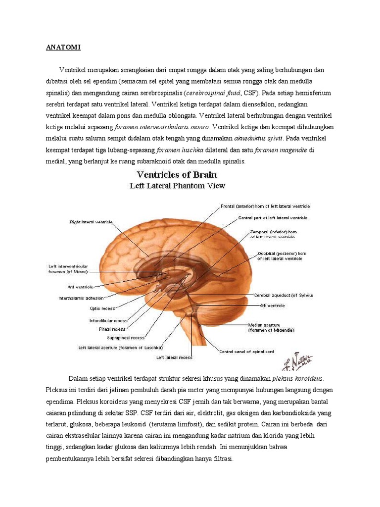 Sistem Ventrikel Otak Desyi | PDF