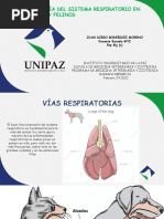 Técnicas de Enucleación en Pequeñas Especies. | PDF | Cirugía | Ojo
