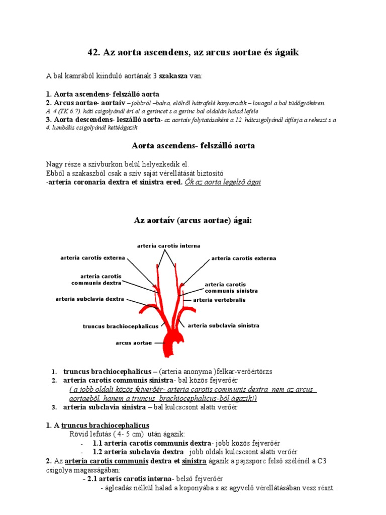 42. Aorta Ascendens, Arcus Aortae