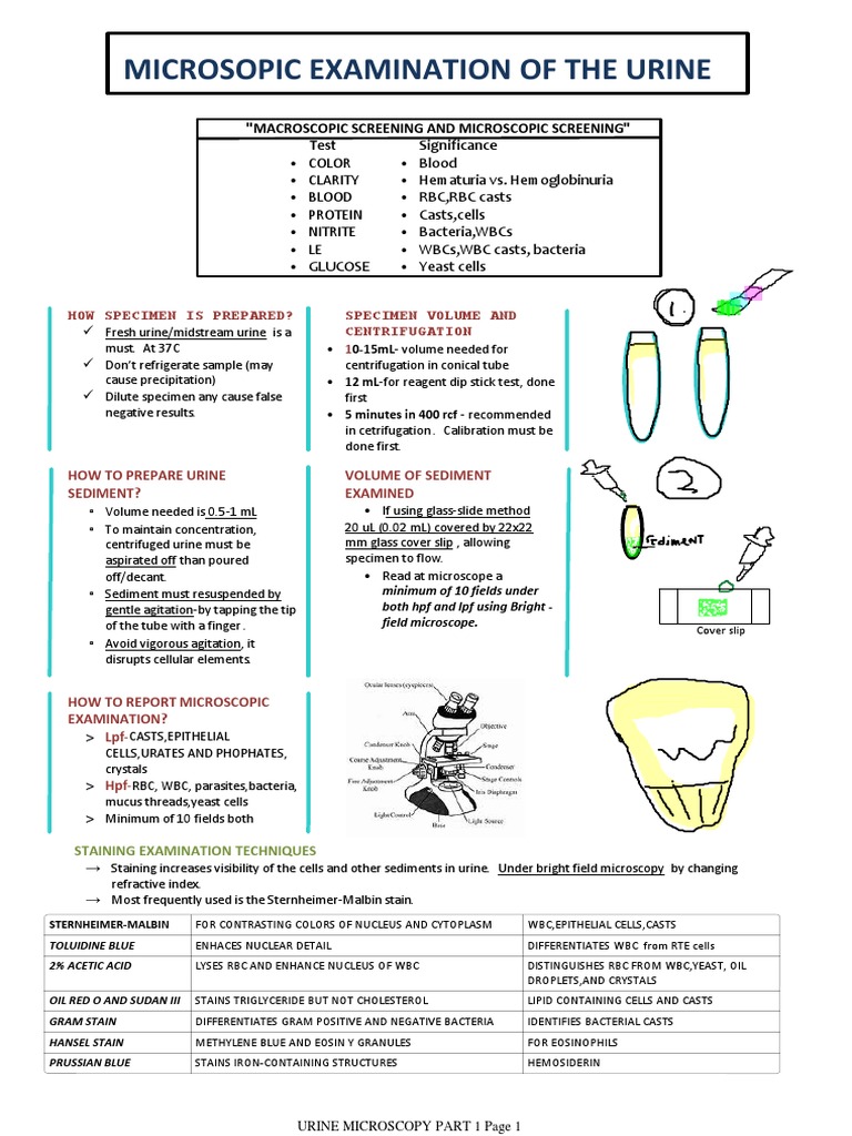 Microscopic Examination of Urine Part 1 | PDF | Staining | White Blood Cell