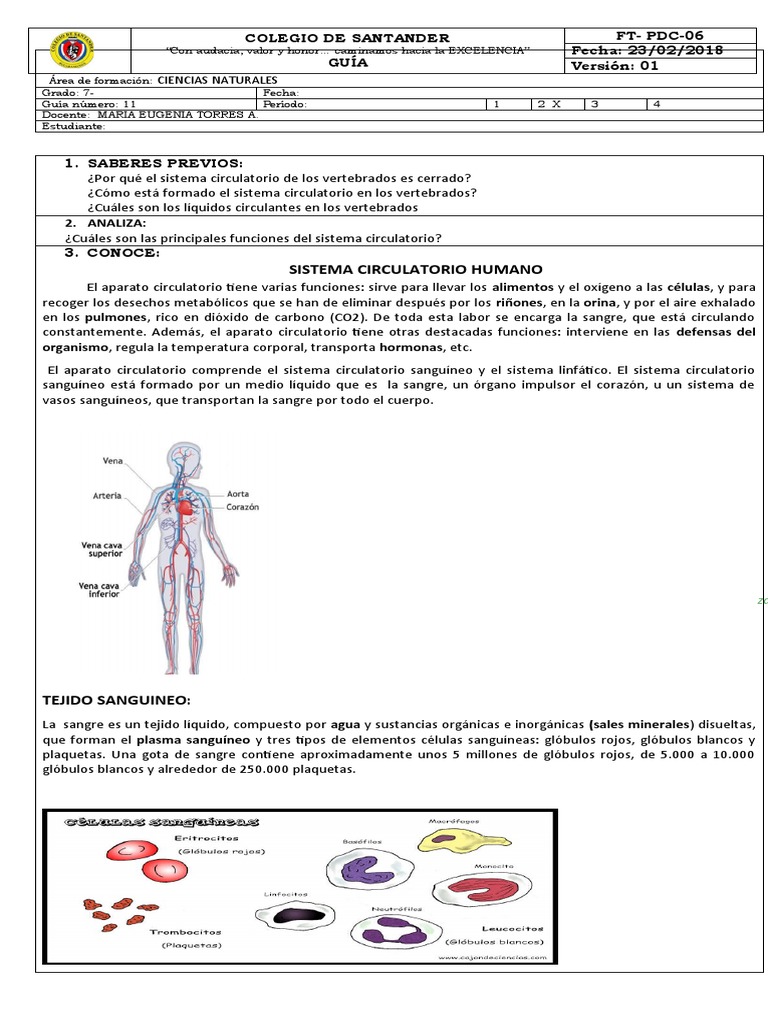 Guia #7 Sistema Circulatorio Humano Septimo 2020 | PDF | Sangre ...
