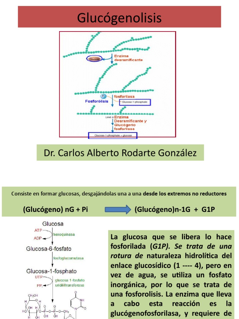 GLUCOGENOLISIS | PDF | Glucógeno | Biología Celular