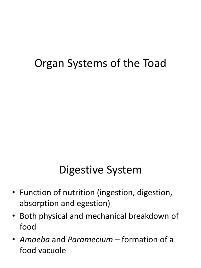 Organ Systems of The Toad | PDF | Kidney | Gastrointestinal Tract