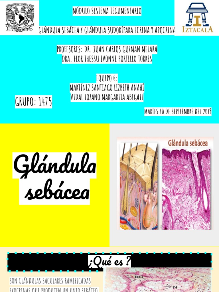 Glándula Sebacea y Glándula Sudoripara Ecrina y Apocrina PDF | PDF ...