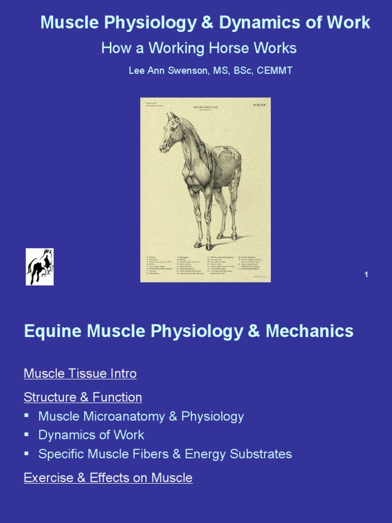 Muscle Physiology & Dynamics of Work: How A Working Horse Works | PDF ...